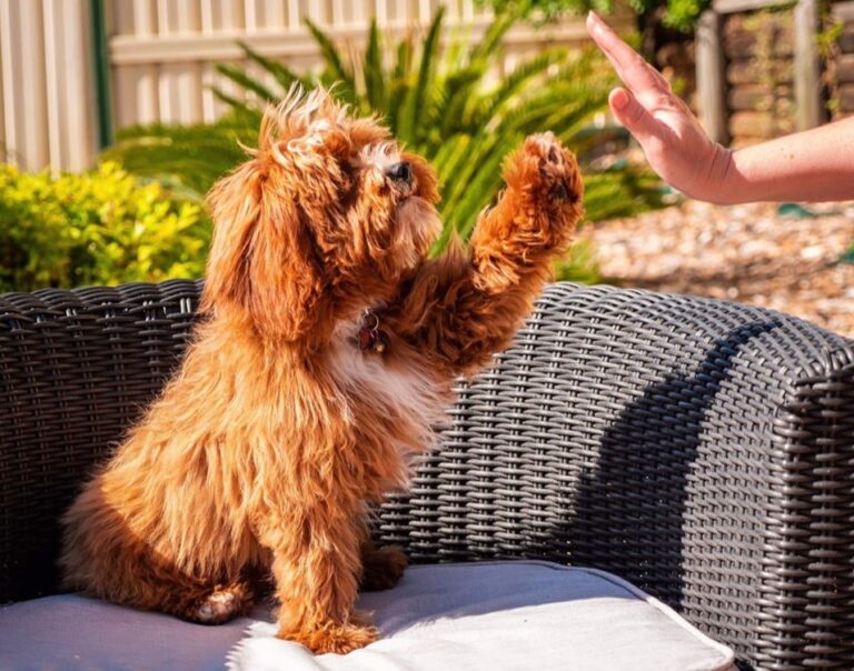 Training Your Cavoodle Puppy - Dreamy Cavoodles