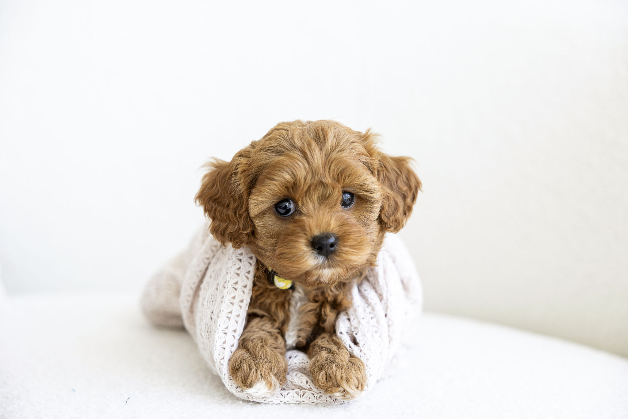 F1 - First-Generation Cavoodles - Dreamy Cavoodles